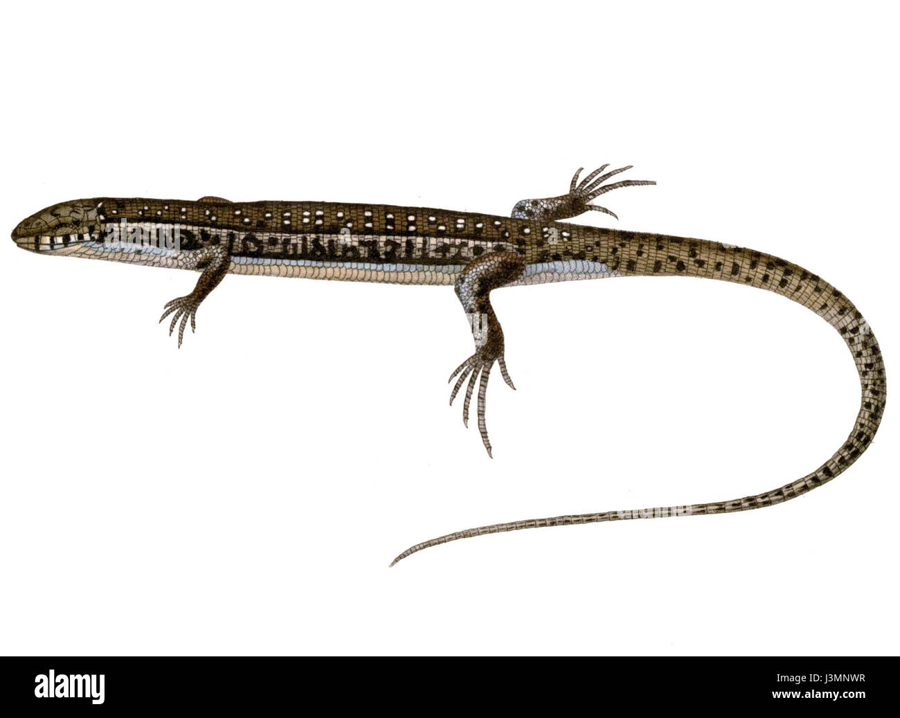 Herbivorous lizard Cut Out Stock Images & Pictures - Alamy