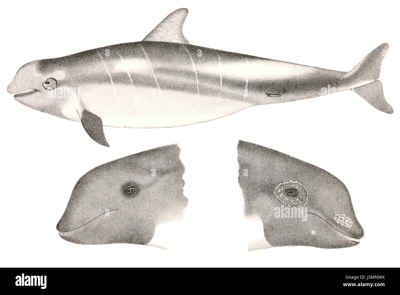 Old grampus hi-res stock photography and images - Alamy