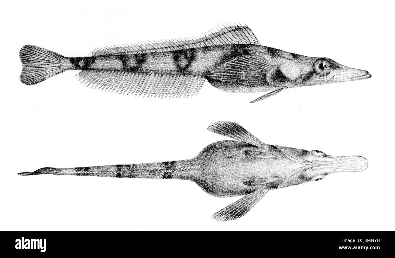 Gerlachea australis is a species of marine crustacean in the family ...