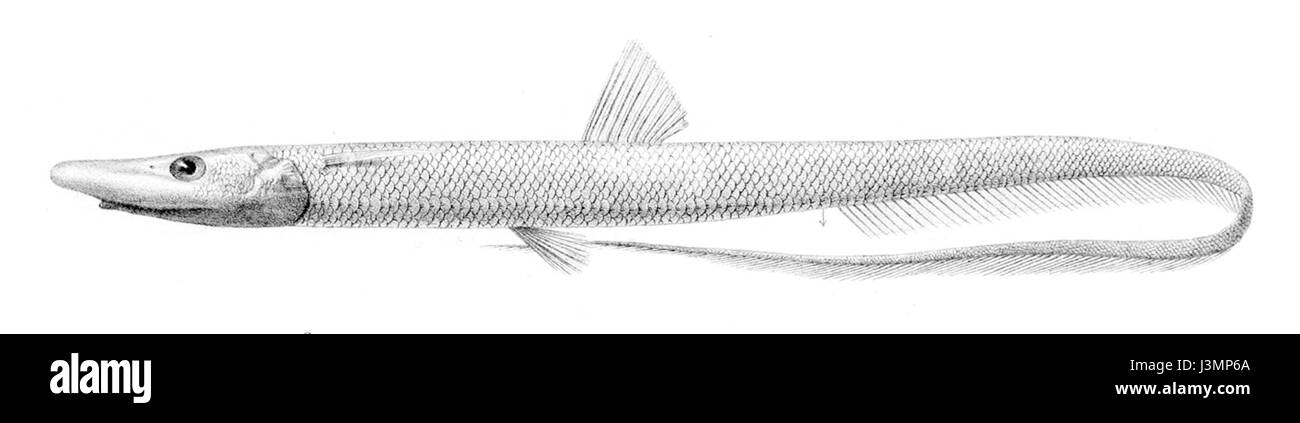 Halosaurus Black and White Stock Photos & Images - Alamy