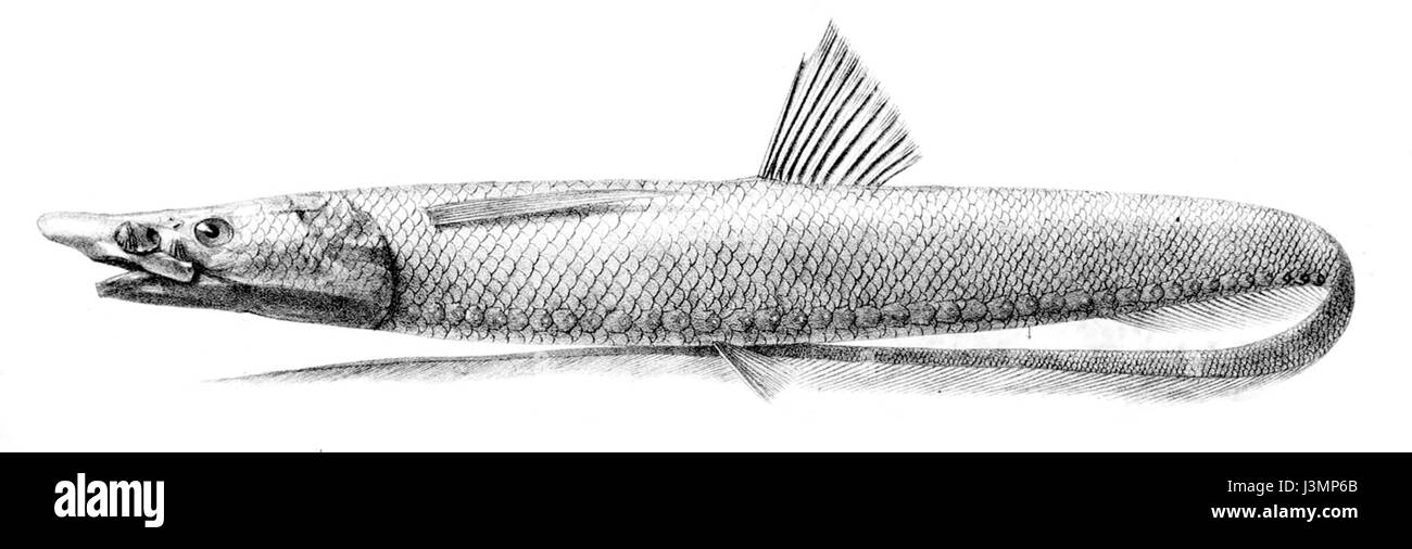 Halosauropsis macrochir is a species of deep-sea fish belonging to the ...