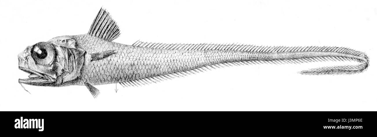 Native interactions Cut Out Stock Images & Pictures - Alamy