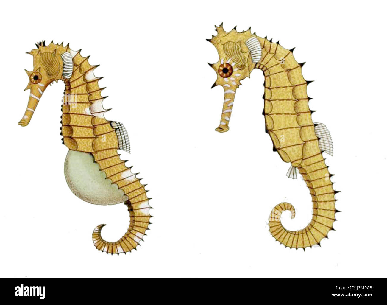 Seahorse anatomy hi-res stock photography and images - Alamy