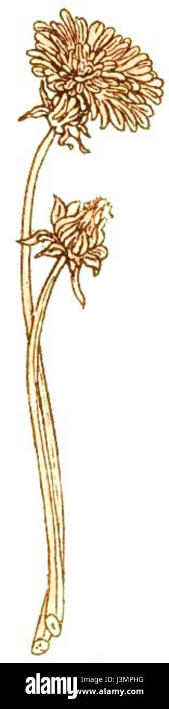 The first sun Cut Out Stock Images & Pictures - Alamy