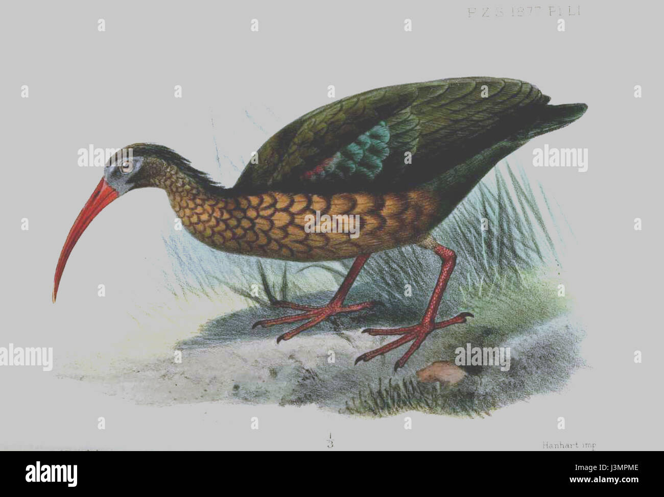 Ibis olivacea hi-res stock photography and images - Alamy