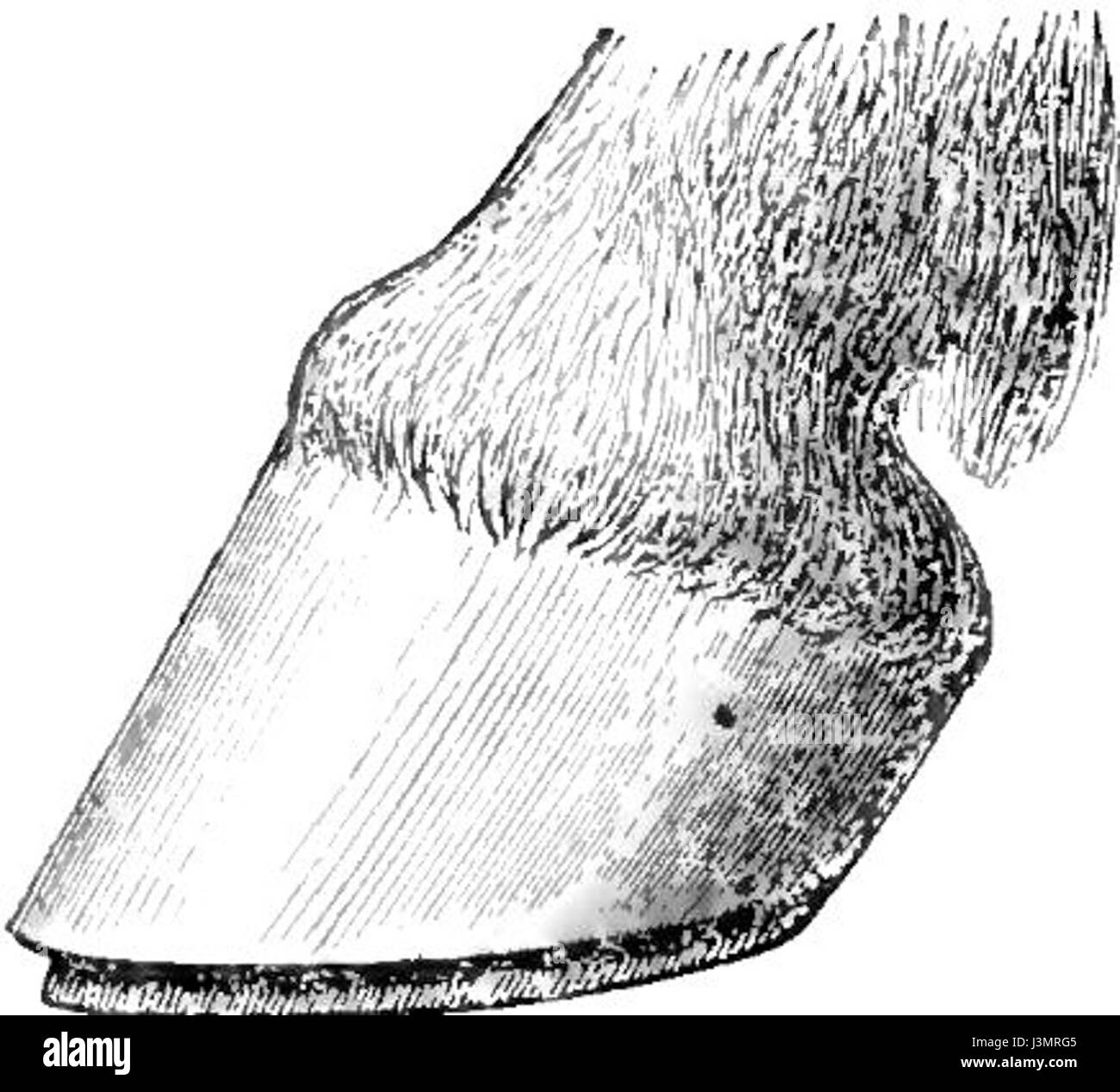 Shoeing technique guide hi-res stock photography and images - Alamy