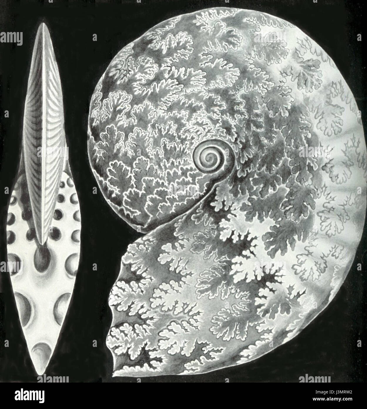 Ammonite identification hi-res stock photography and images - Alamy