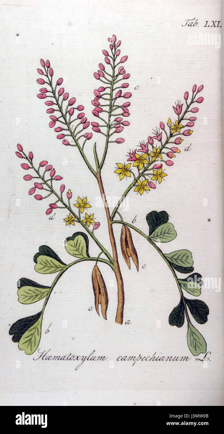 Haematoxylum campechianum, commonly known as logwood, is a tree native ...