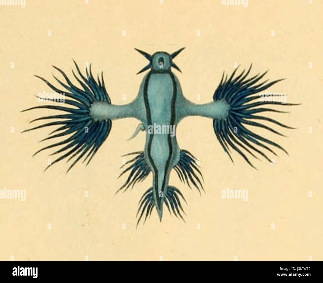 Glaucus nudibranch hi-res stock photography and images - Alamy