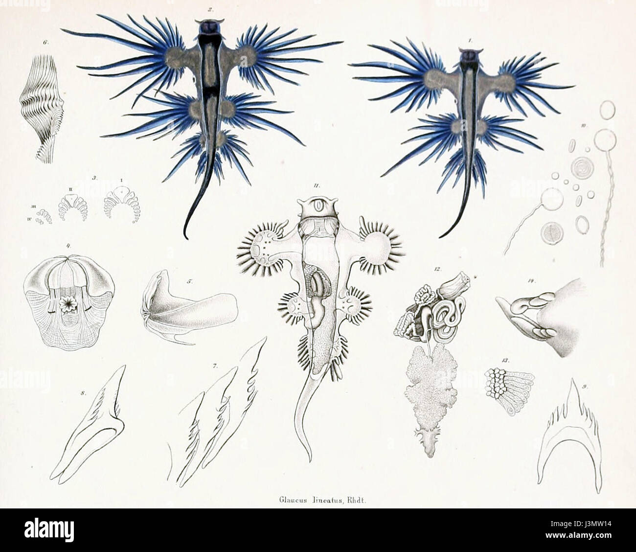 Glaucus lineatus, commonly known as the blue dragon, is a species of ...