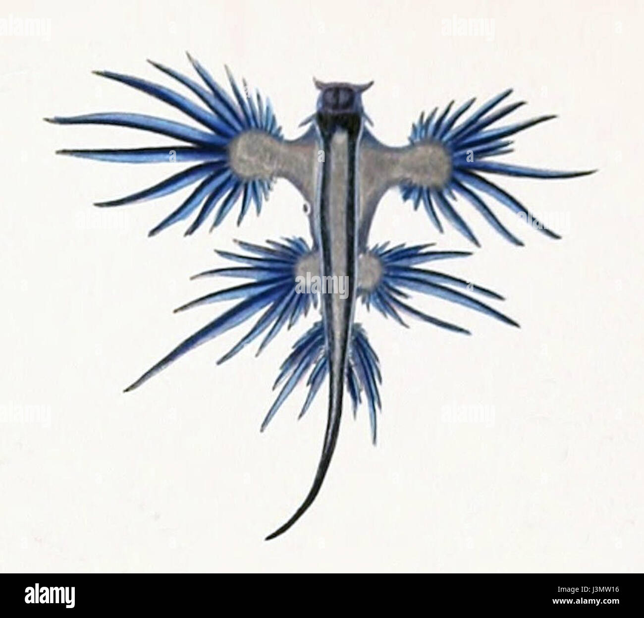 Glaucus lineatus, also known as the blue sea slug or blue glaucus, is a ...