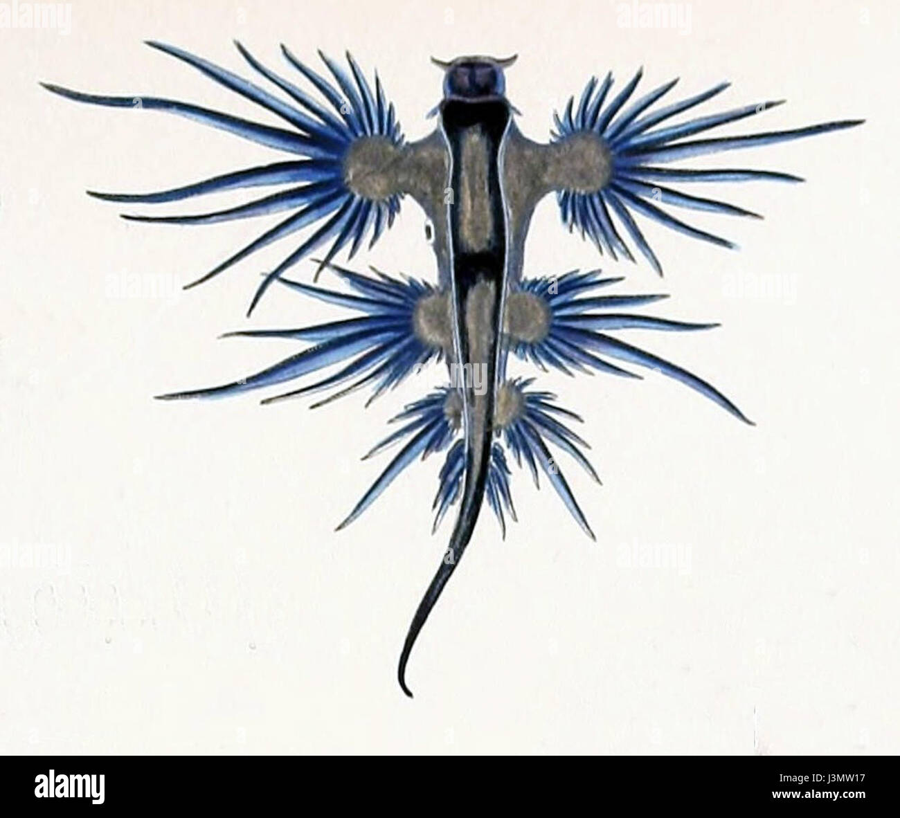 Blue glaucus sea slug hi-res stock photography and images - Alamy