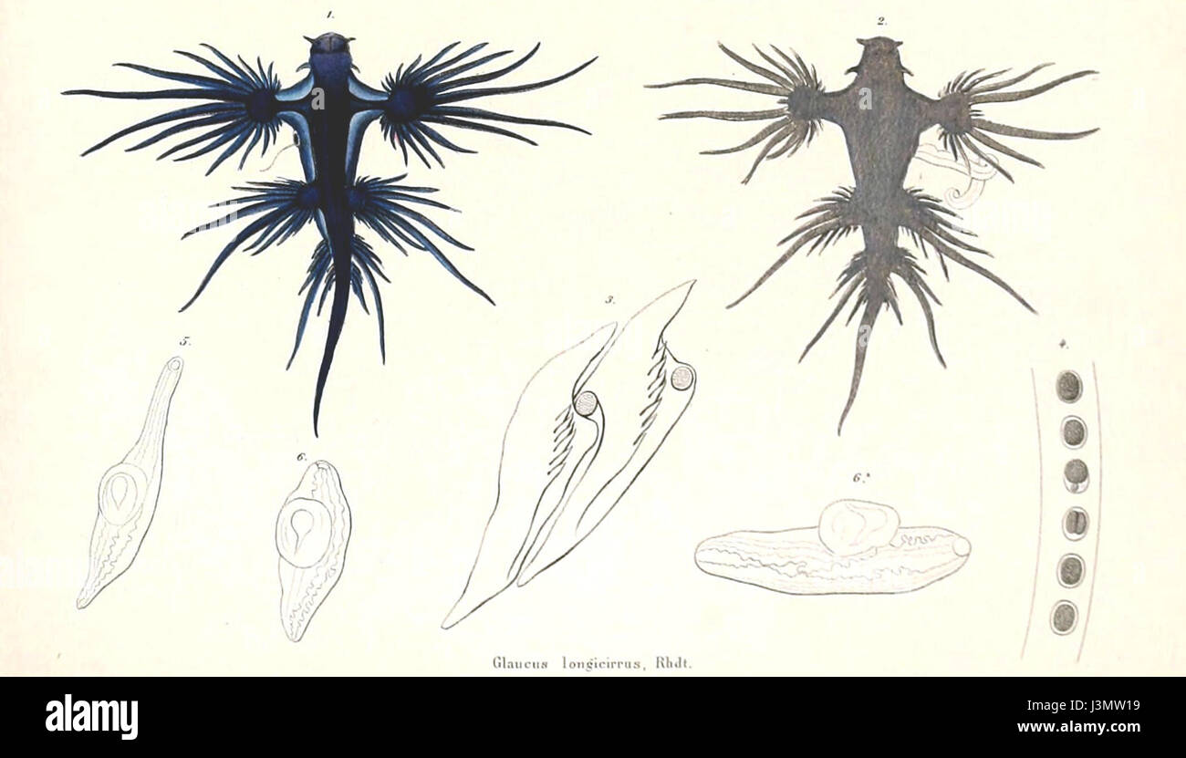 Glaucus longicirrus is a species of sea slug, known for its striking ...