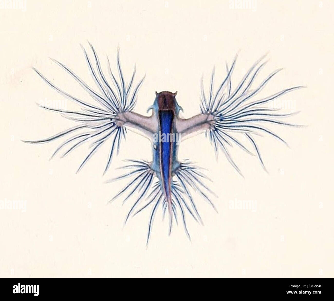 Briareus hi-res stock photography and images - Alamy