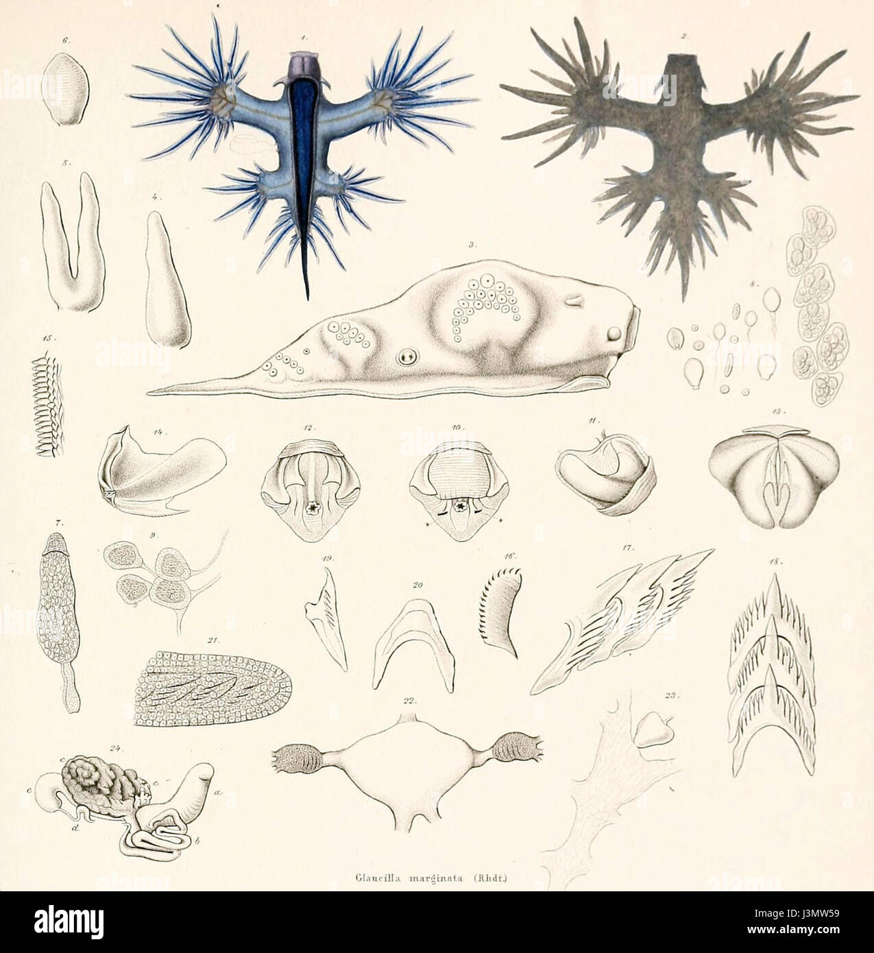 Species of sea slug hi-res stock photography and images - Alamy