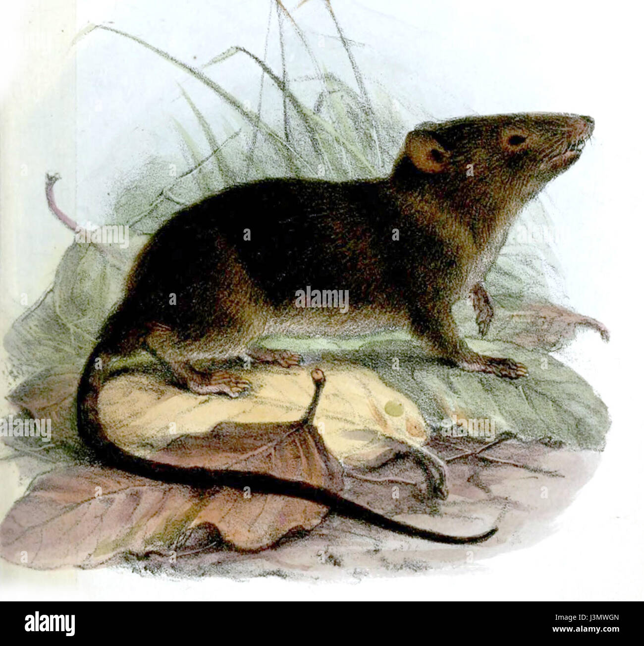 Hyracodon fuliginosus, an extinct genus of prehistoric rhinoceros, was ...