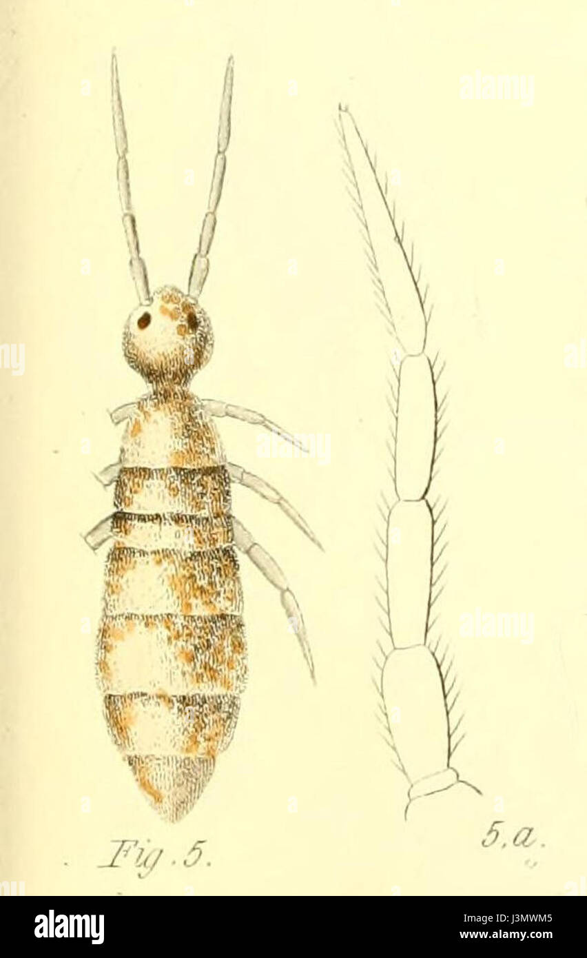 Heteromurus nitidus, a species of springtail, was first described in ...