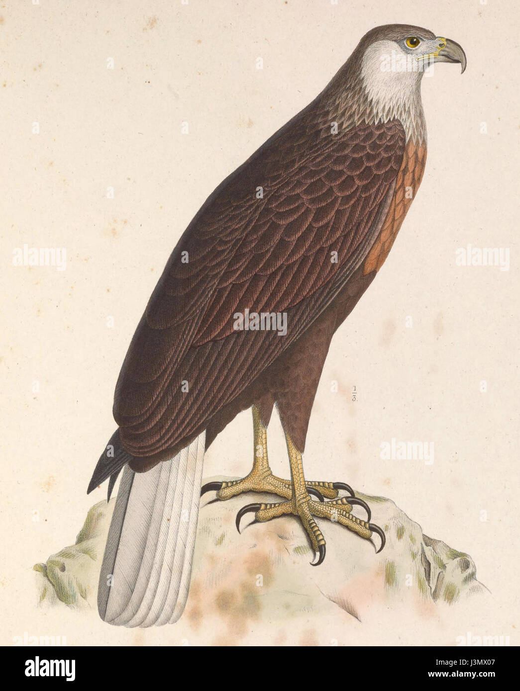 Haliaeetus vociferoides, known as the laughing eagle, is a bird of prey ...