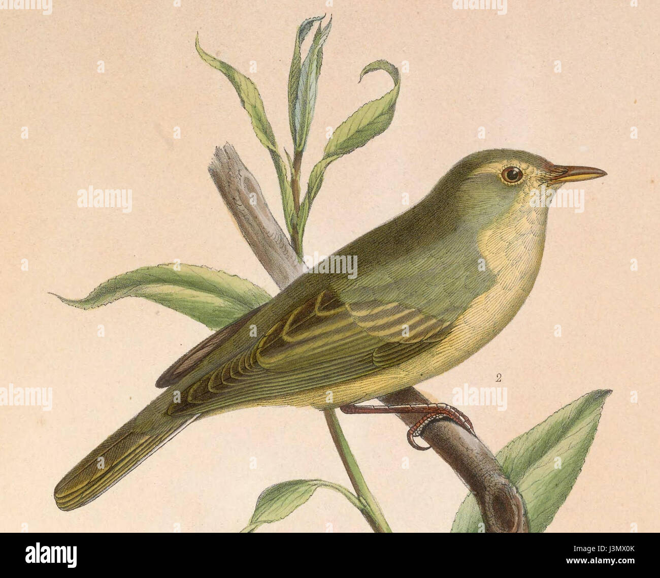 The illustration of Hippolais icterina, commonly known as the Melodious ...