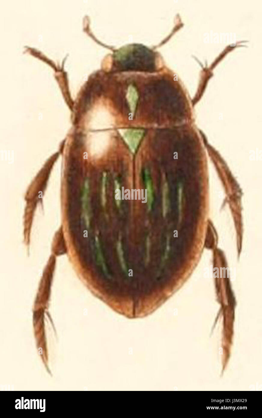 Hydrophilidae hydrophilus water beetle insects hi-res stock photography ...