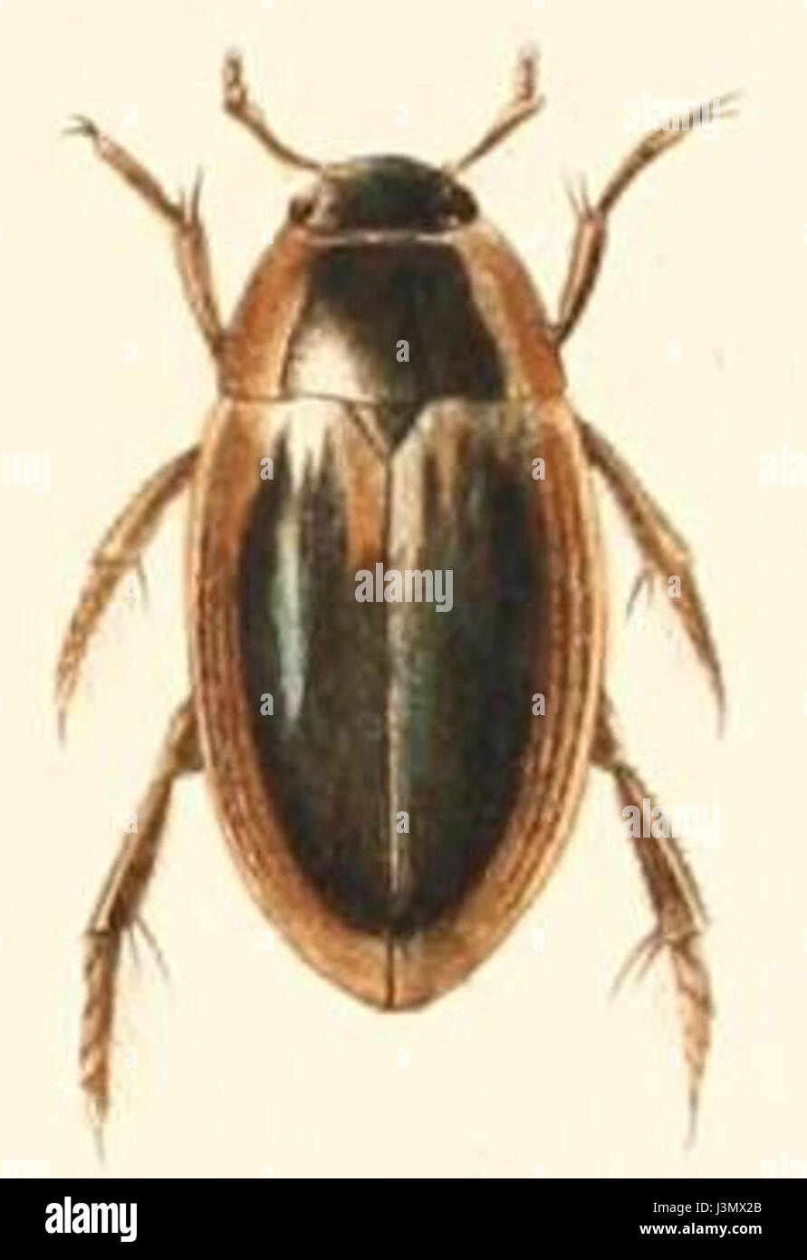 Hydrophilus hi-res stock photography and images - Alamy