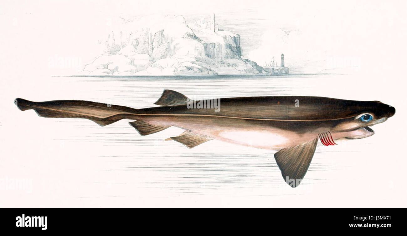 Sixgill hexanchus hi-res stock photography and images - Alamy