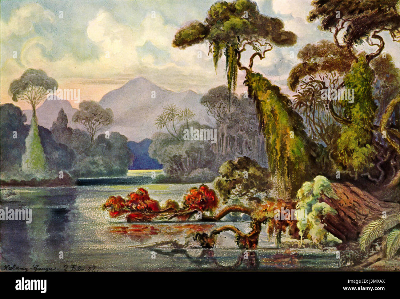 This image or document is associated with the work of Ernst Haeckel, a ...