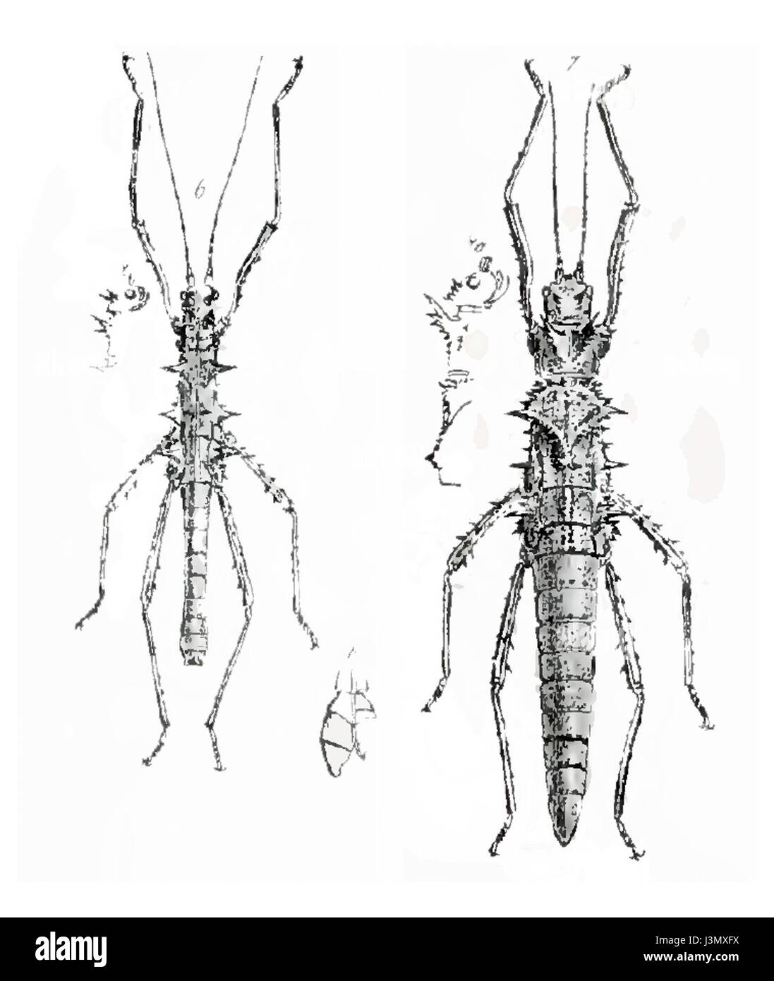 Work studies biology morphology Cut Out Stock Images & Pictures - Alamy