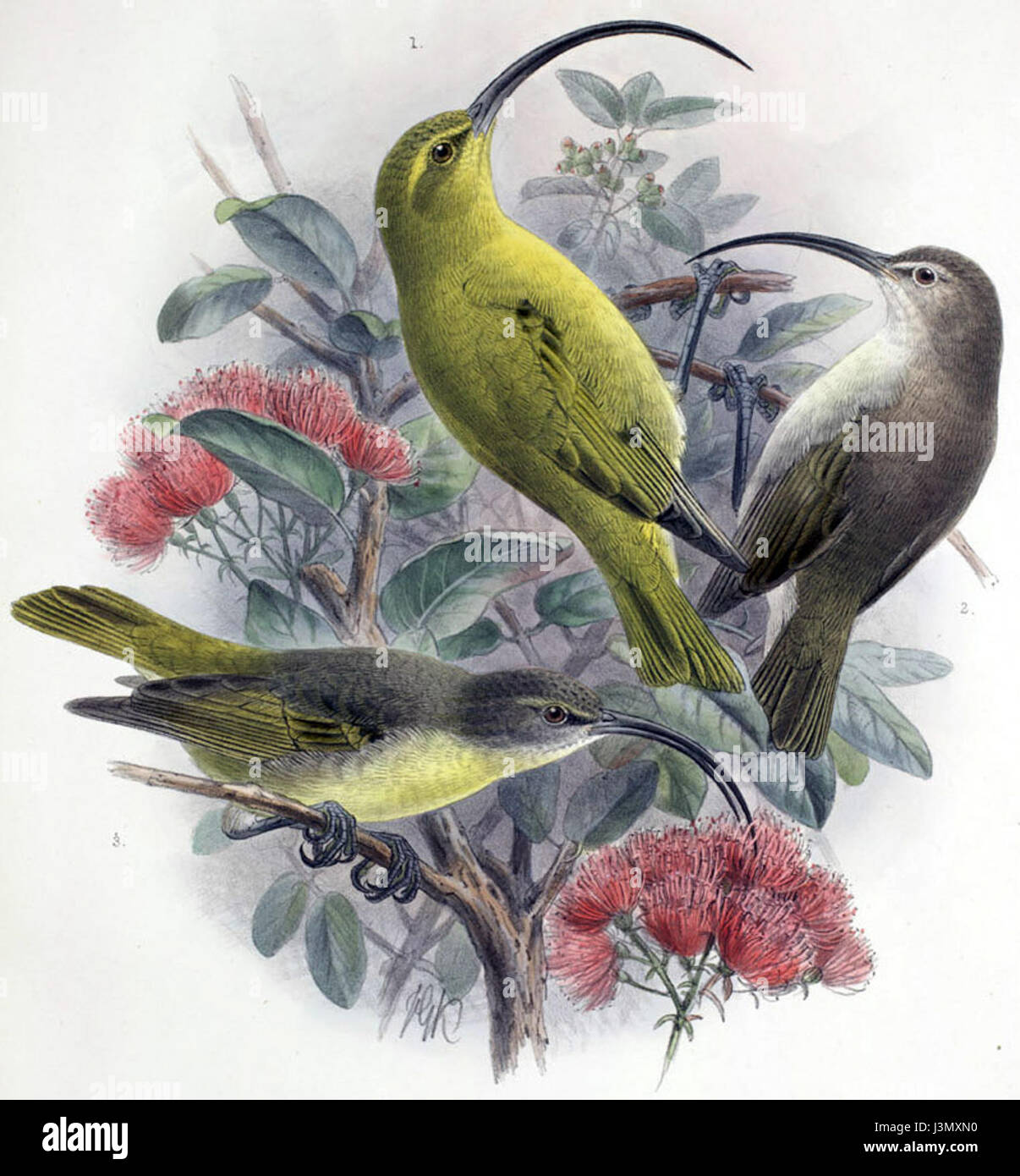 Procerus High Resolution Stock Photography and Images - Alamy