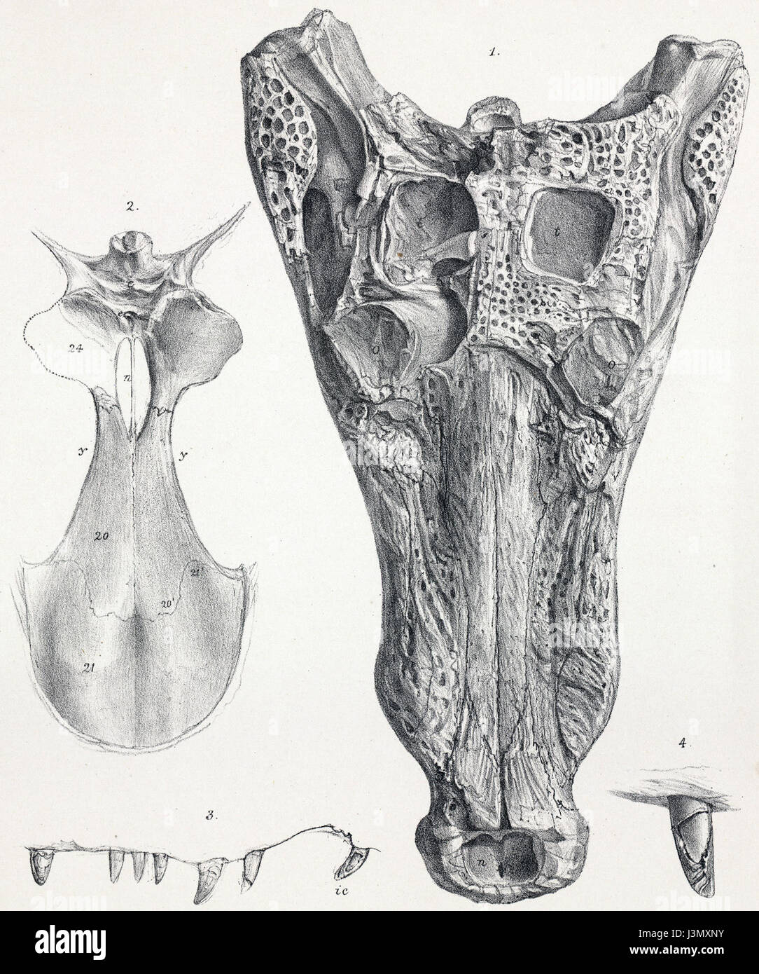 Goniopholis simus hi-res stock photography and images - Alamy