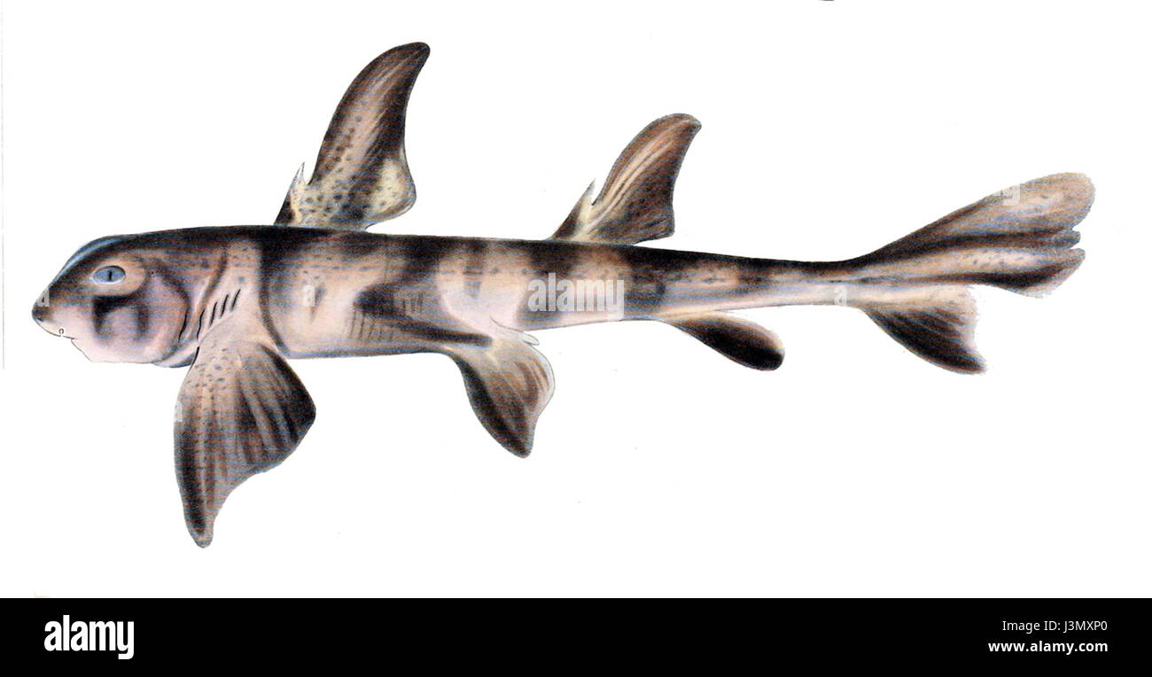 Endangered coral reefs Cut Out Stock Images & Pictures - Alamy