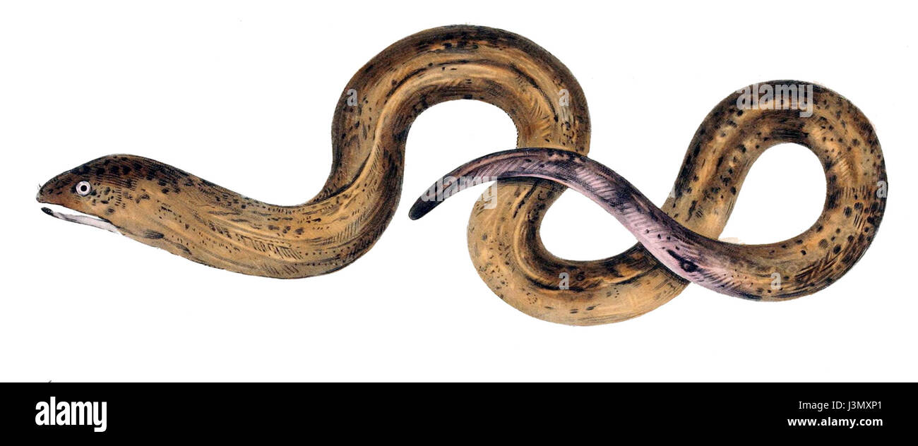 Coral reef underwater eel Cut Out Stock Images & Pictures - Alamy