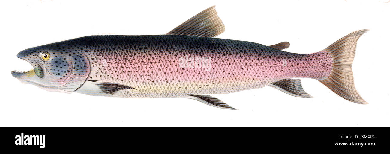 Tracking based Cut Out Stock Images & Pictures - Alamy