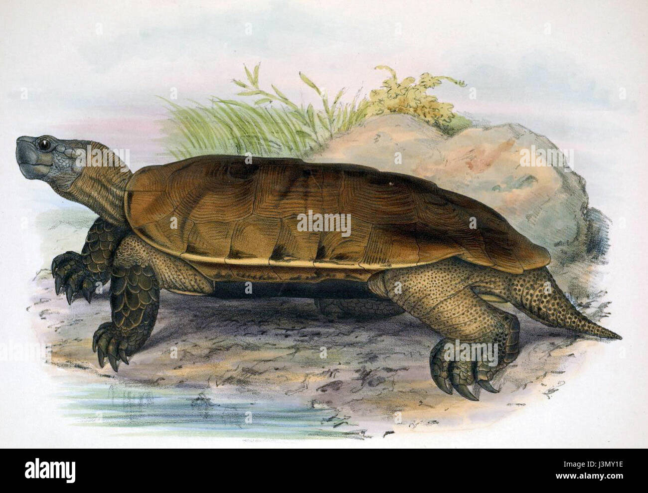 Heosemys depressa, also known as the flattened leaf turtle, is a ...