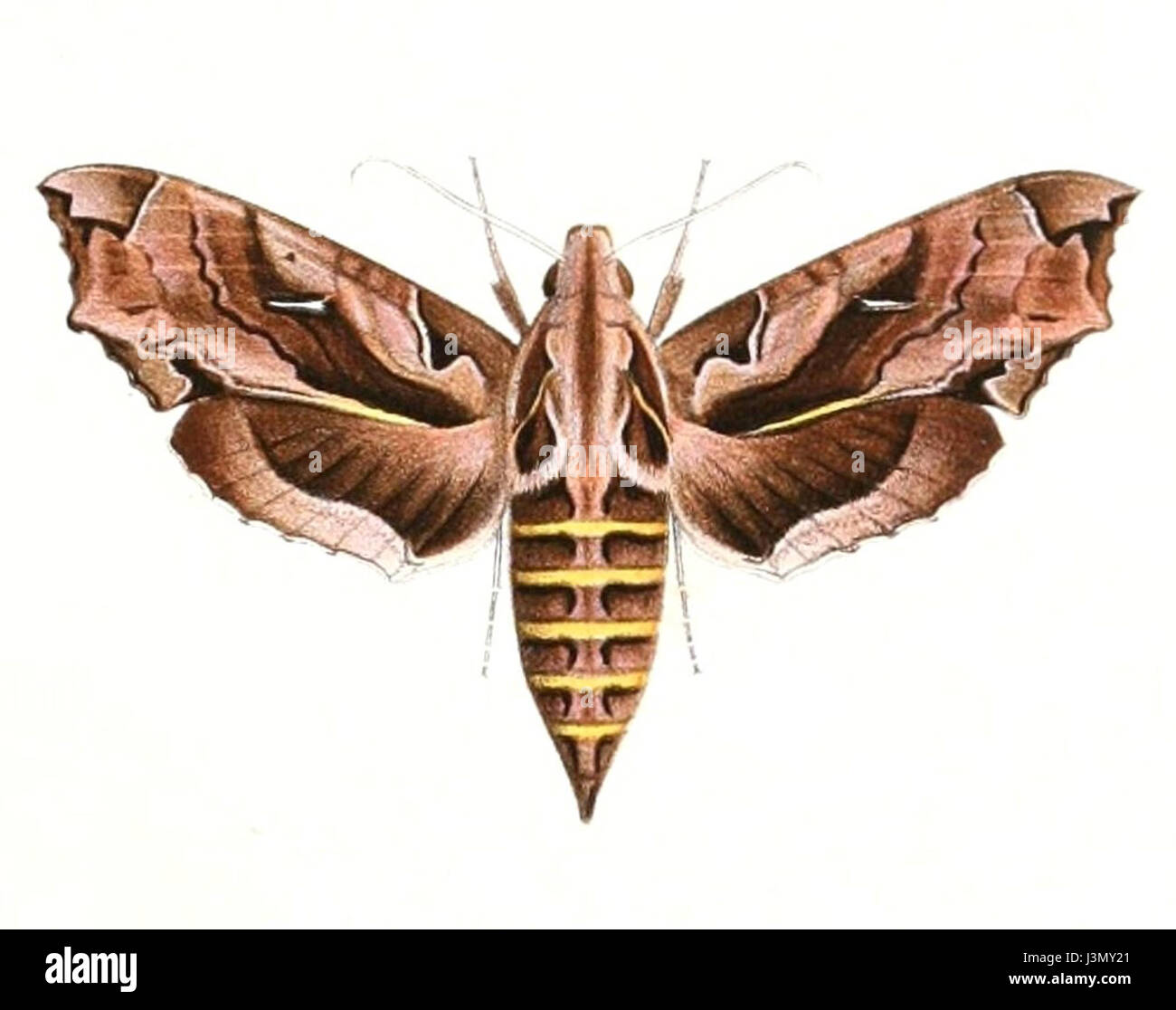 Hemeroplanes triptolemus 1894 Stock Photo - Alamy