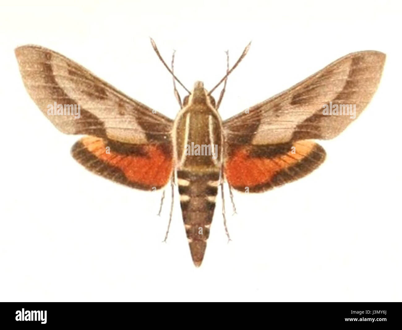 Hyles calida 1895 Stock Photo - Alamy