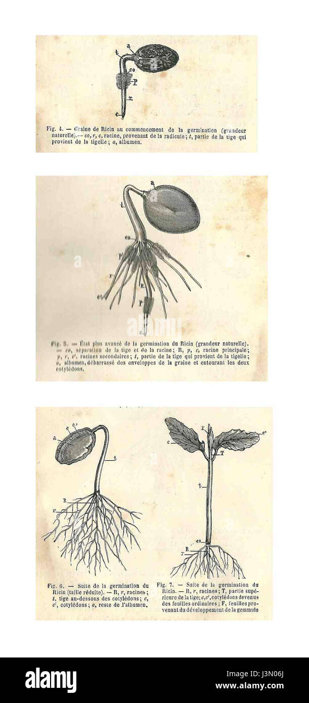 Germination de la graine de ricin Stock Photo - Alamy