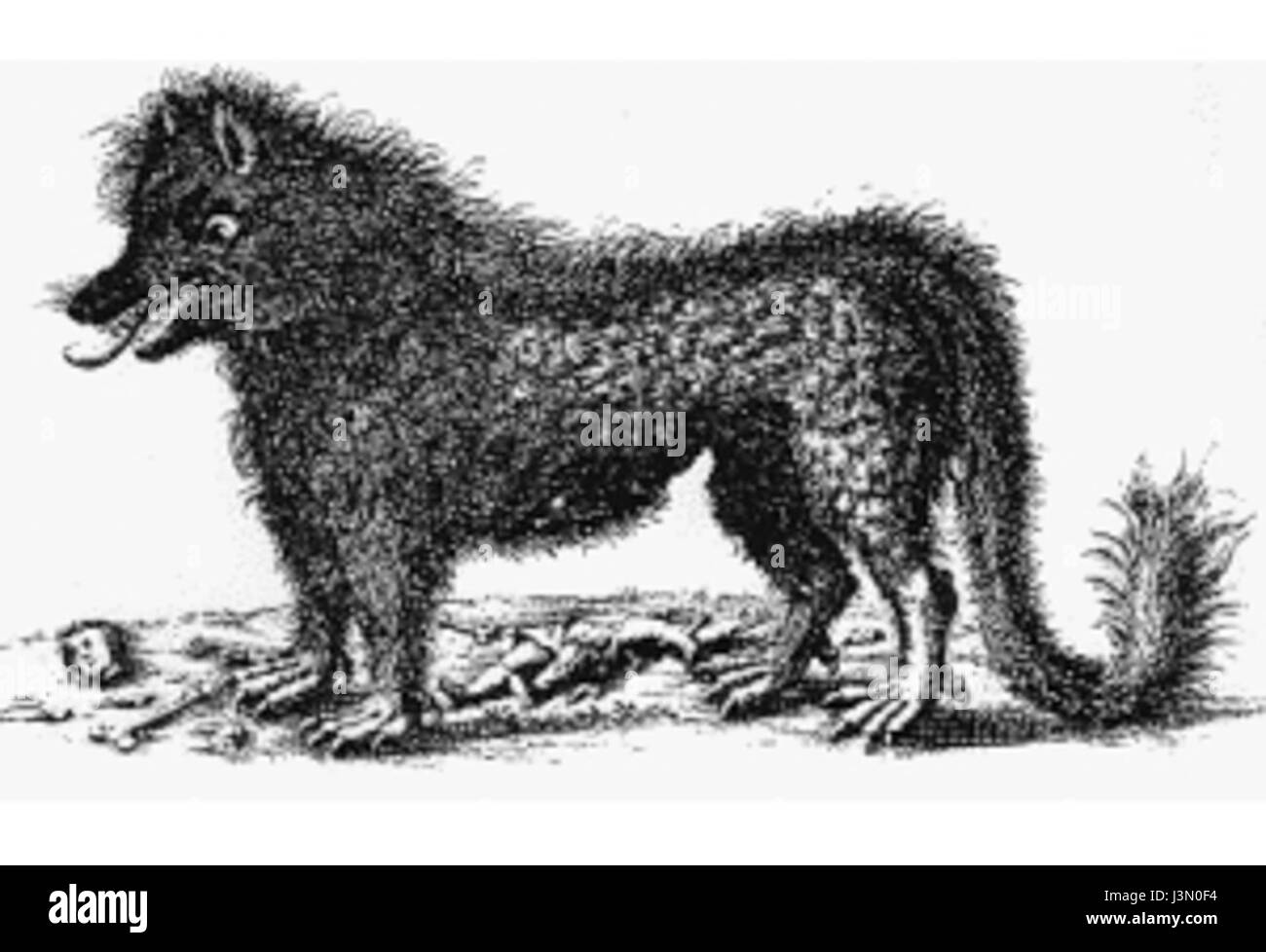 Gevaudan Monster 2 Stock Photo - Alamy