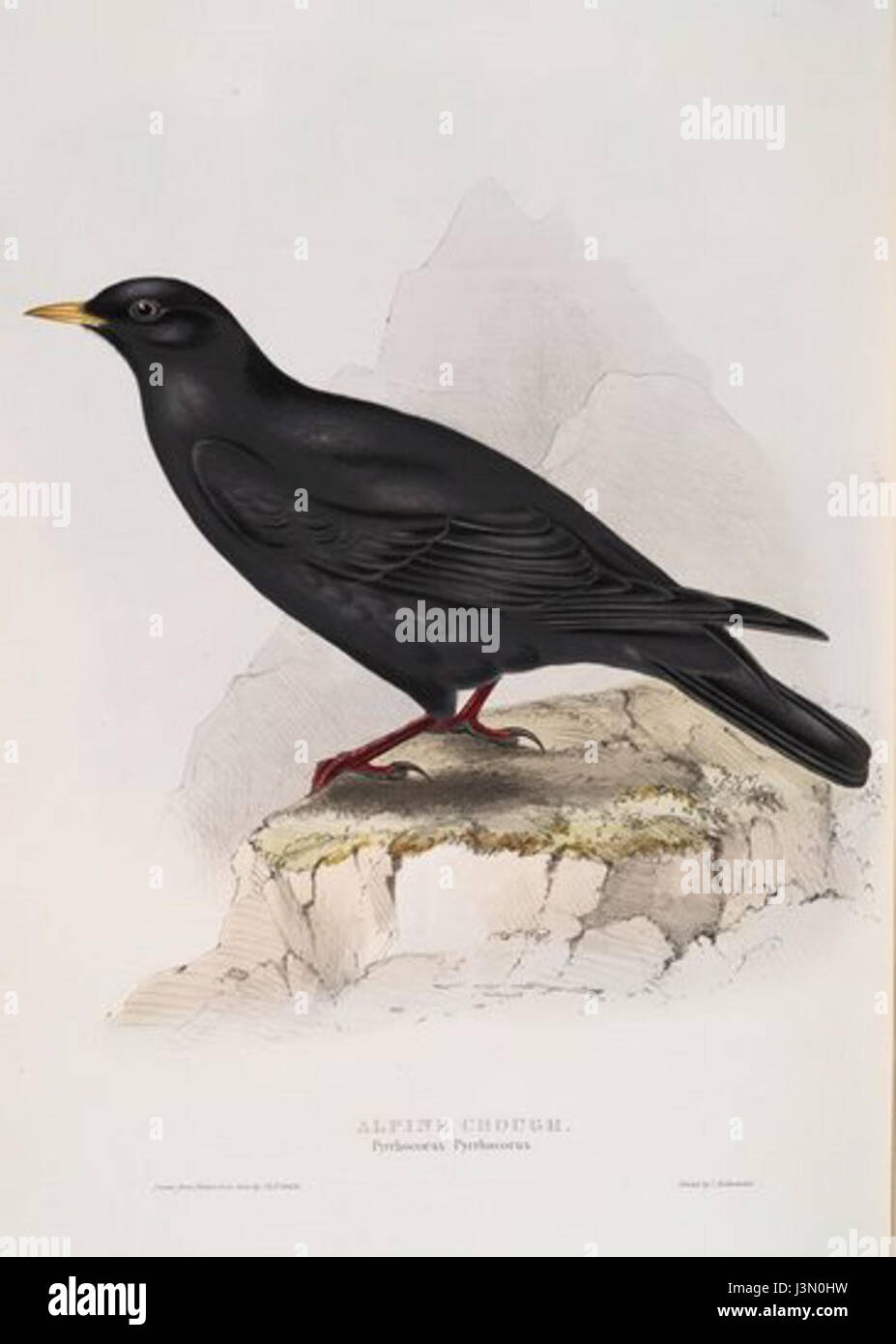 Chough illustration hi-res stock photography and images - Alamy