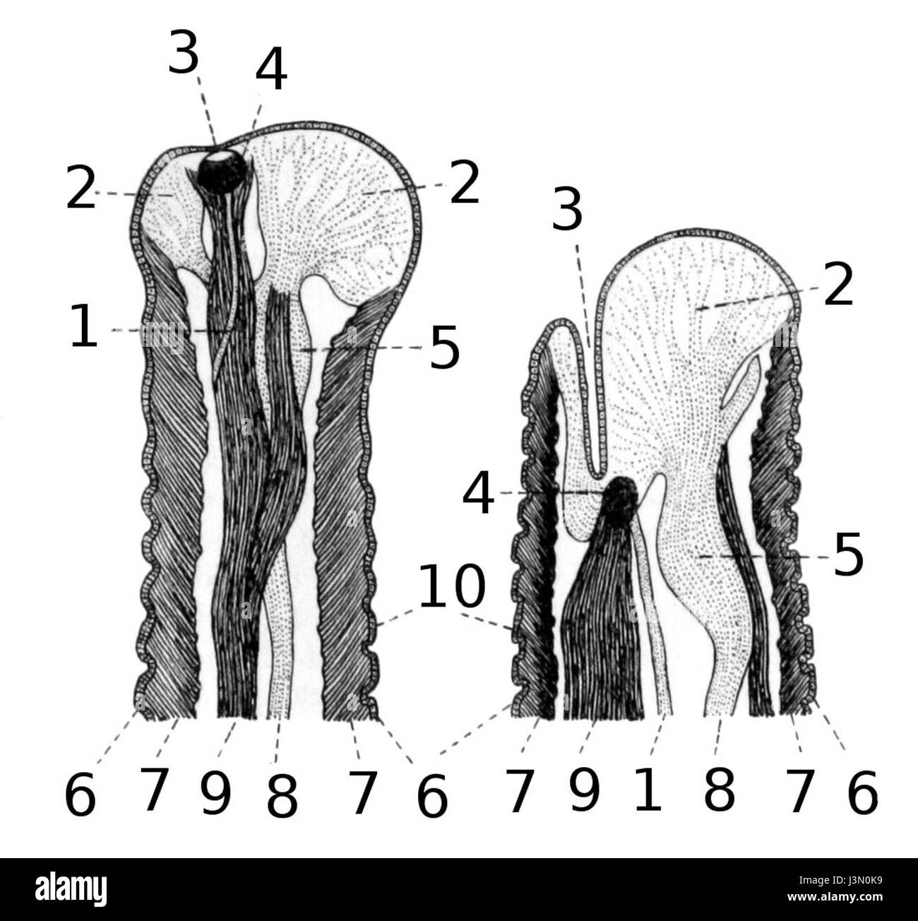 The Helix pomatia, also known as the Roman snail, is a species of land ...
