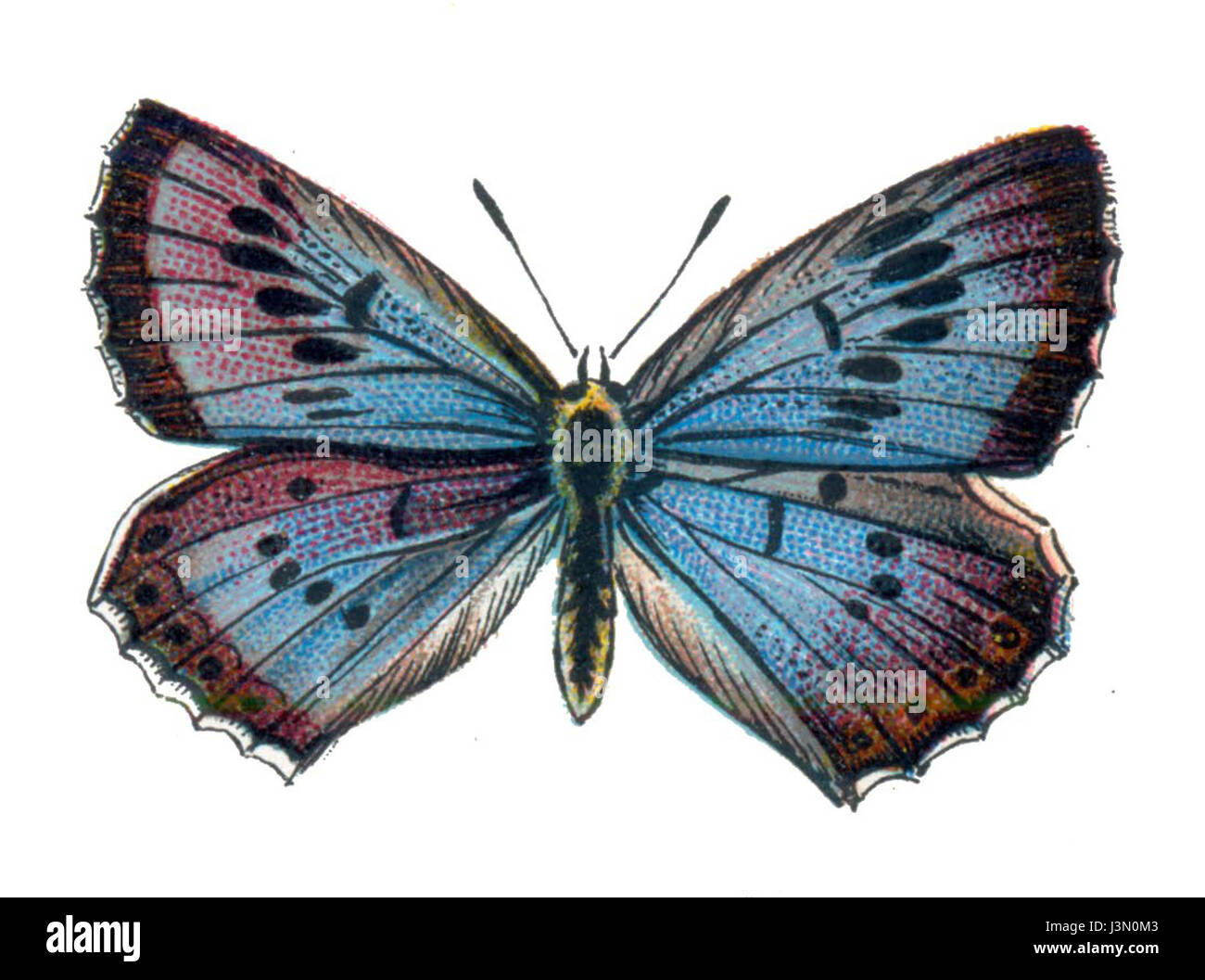 Blue species butterfly lycaenidae Cut Out Stock Images & Pictures - Alamy