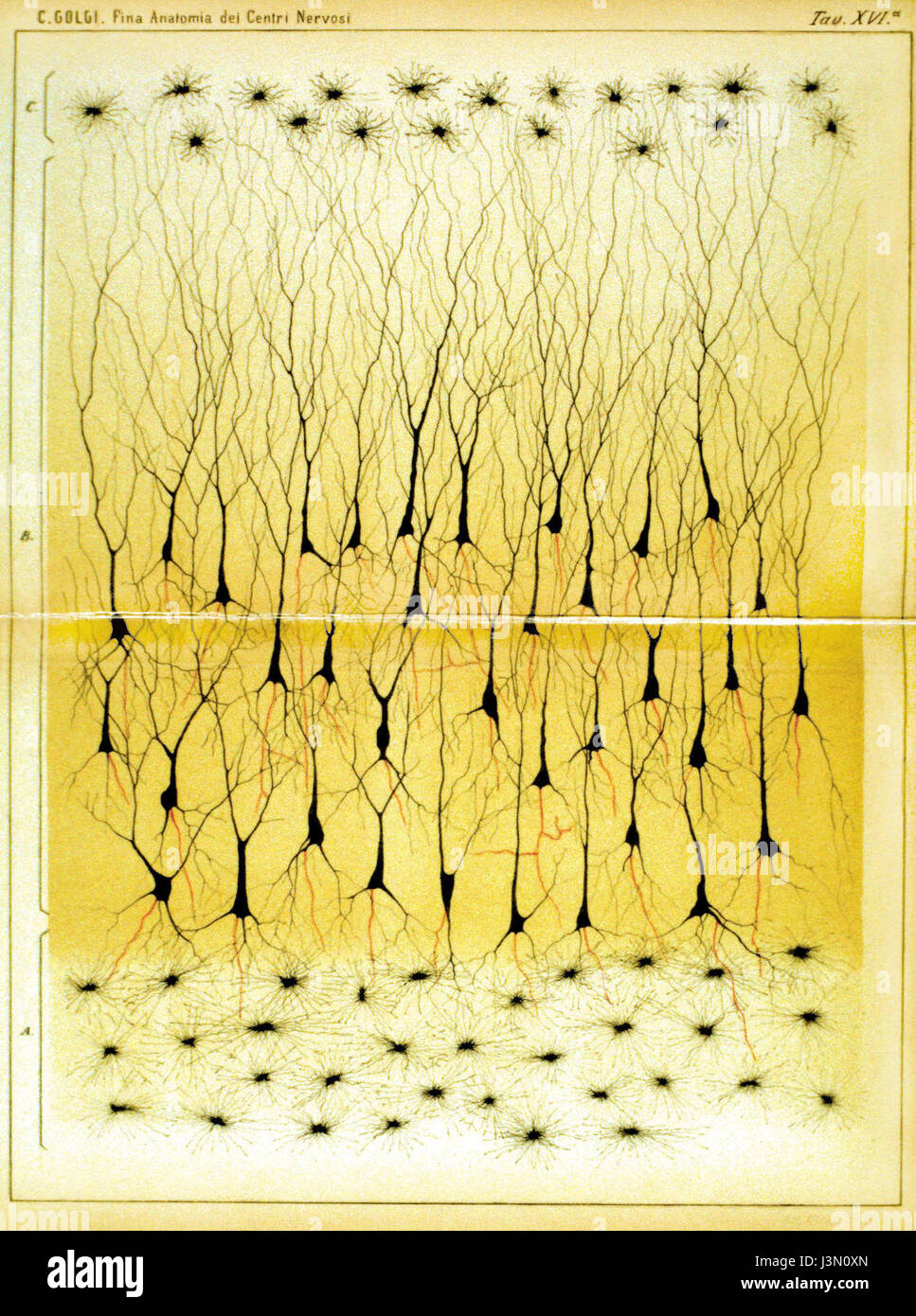 The Golgi 1885 Plate XVI is a detailed illustration from Camillo Golgi ...