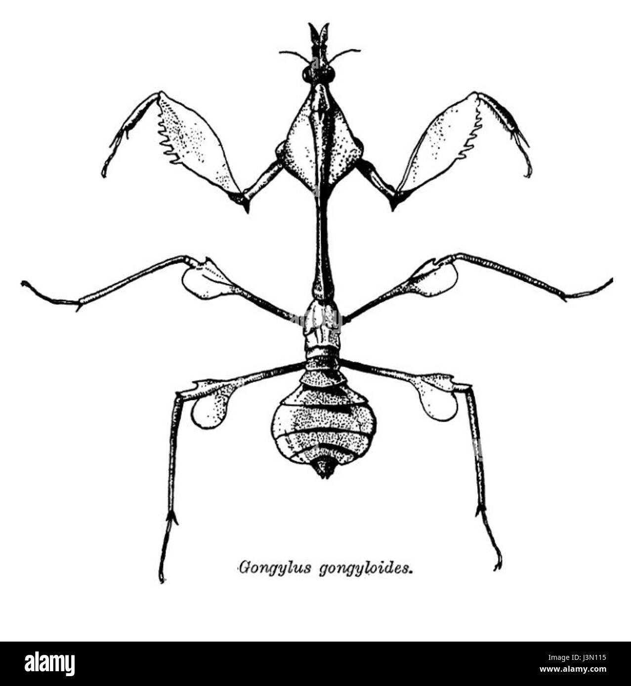 Gongyloides Cut Out Stock Images & Pictures - Alamy