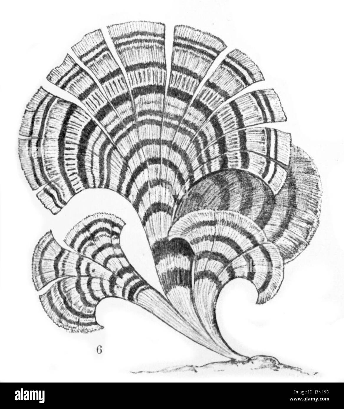 Padina pavonica hi-res stock photography and images - Alamy