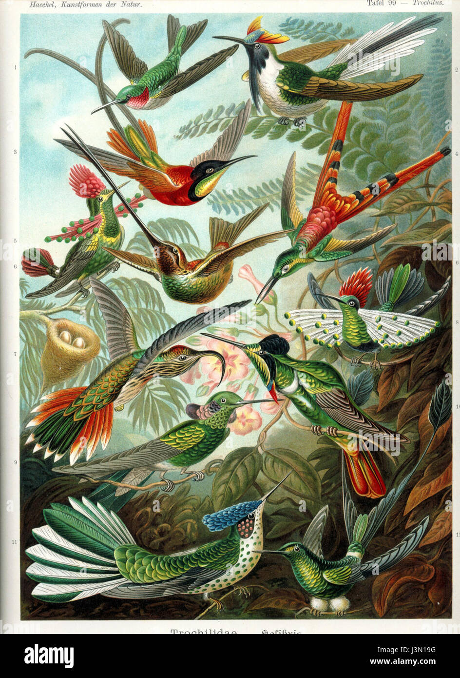 This refers to the scientific labels and illustrations of hummingbird ...