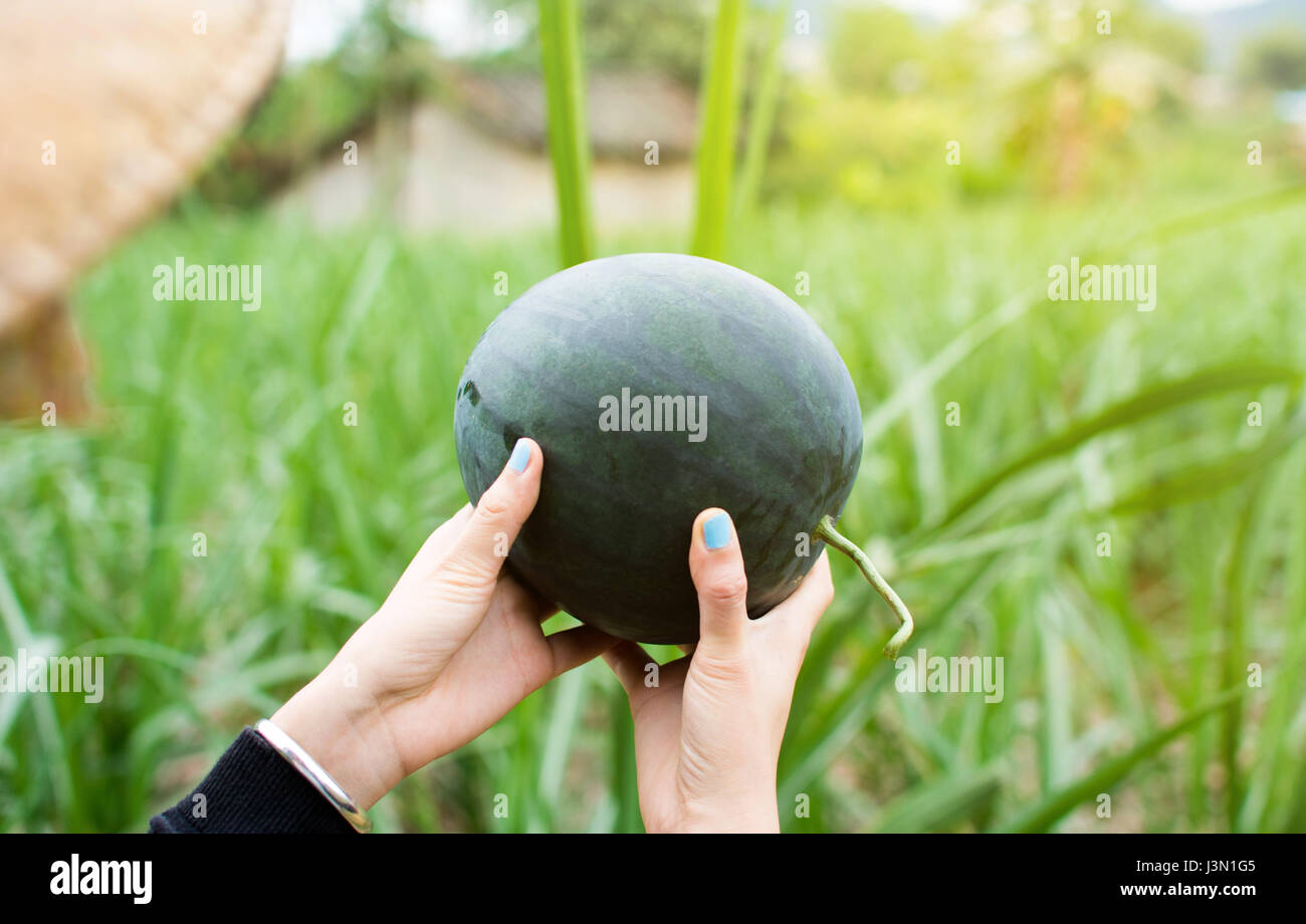 Farmers hands holding fresh watermelon in the field Stock Photo - Alamy