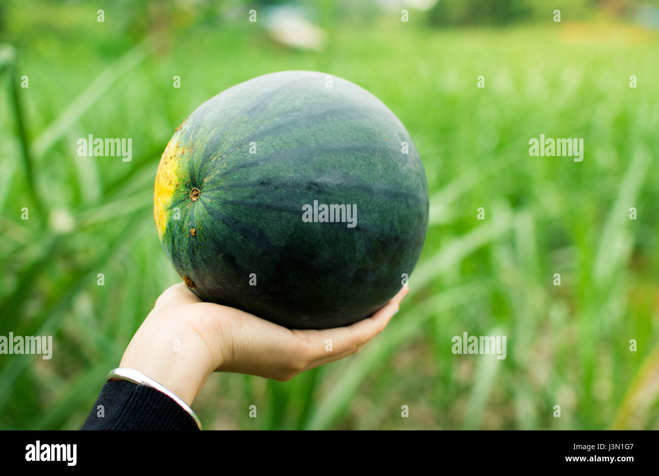 Farmers hands holding fresh watermelon in the field Stock Photo - Alamy