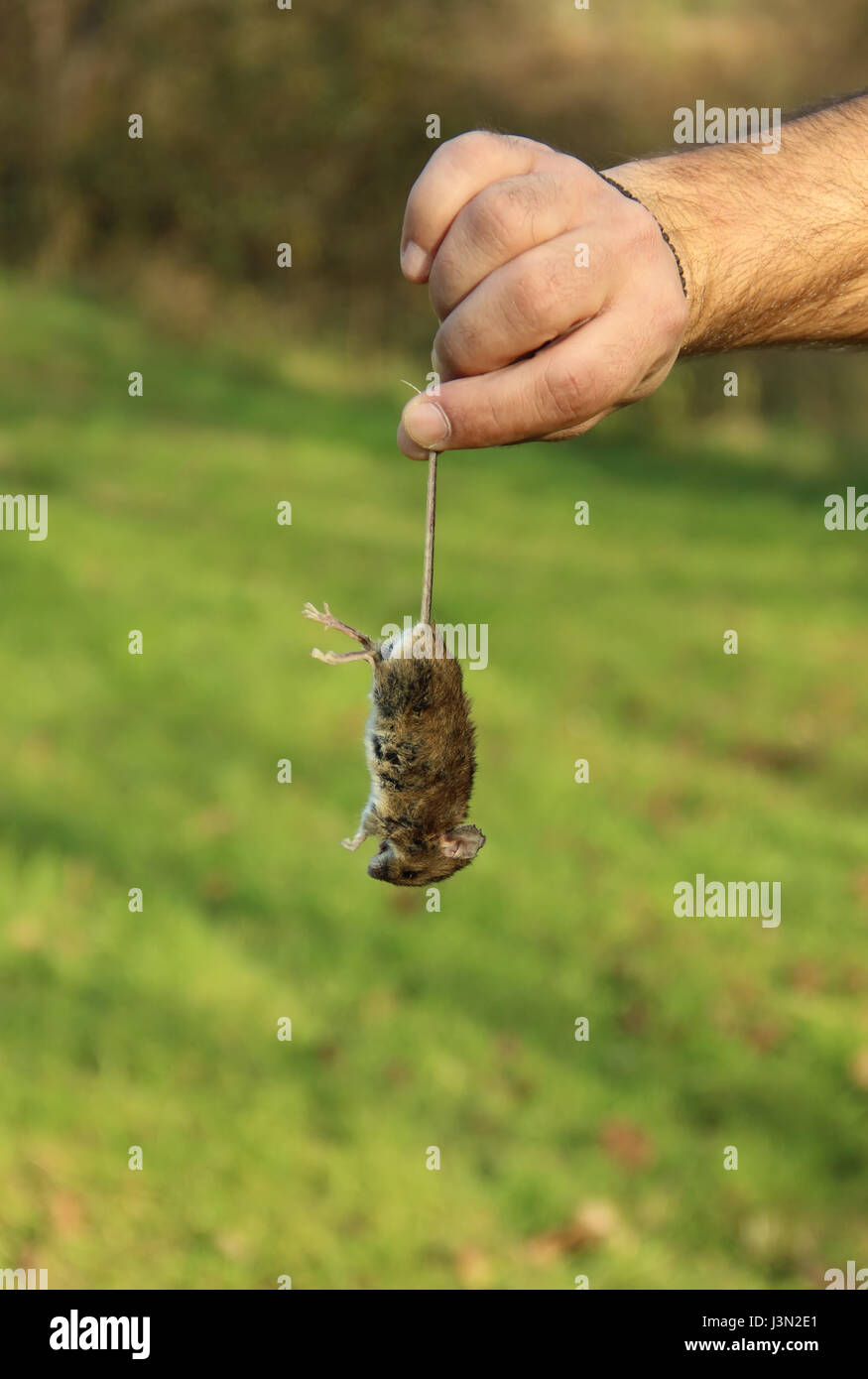 Hand holding mouse tail hi-res stock photography and images - Alamy