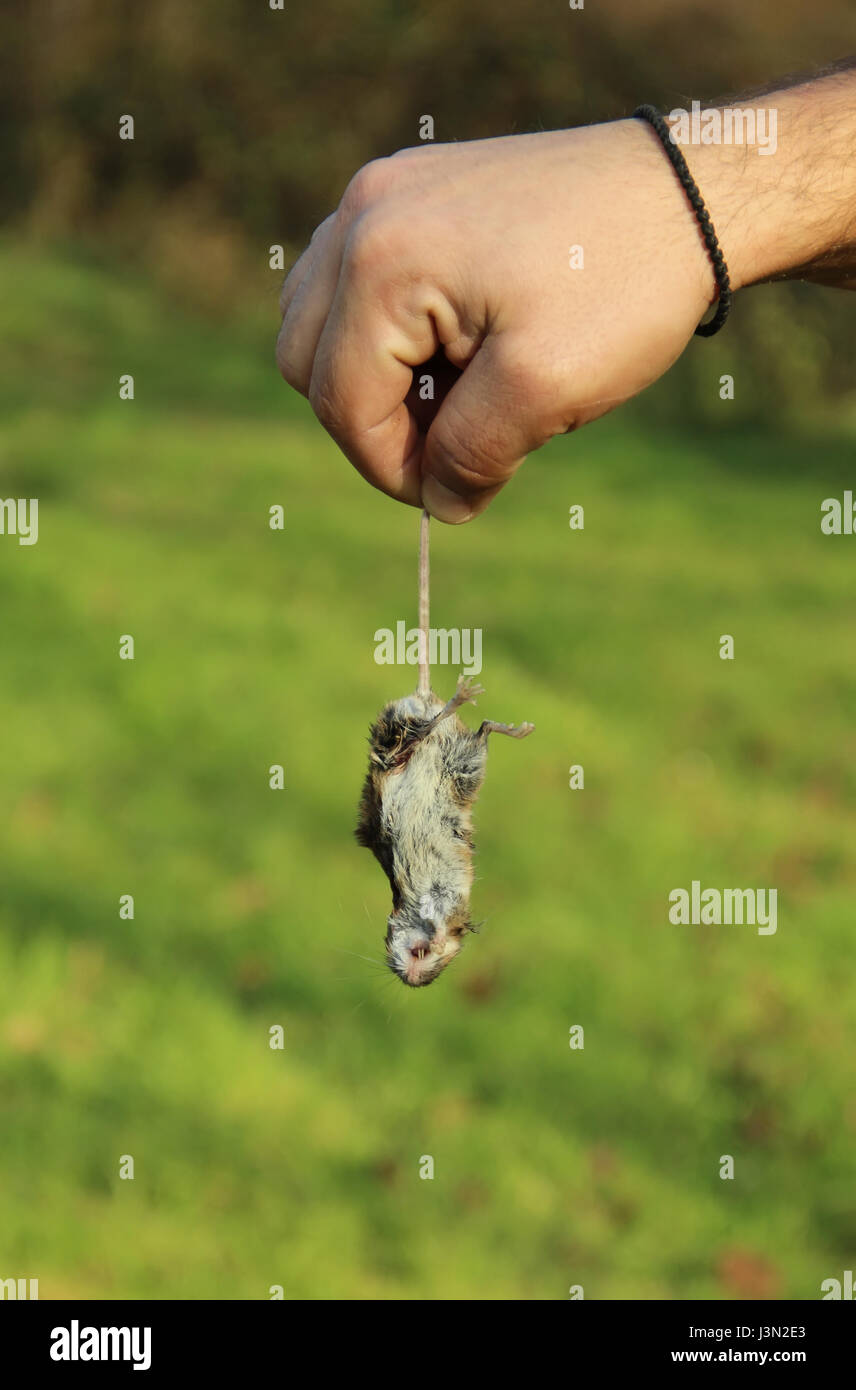 Hand holding a dead mouse Stock Photo - Alamy