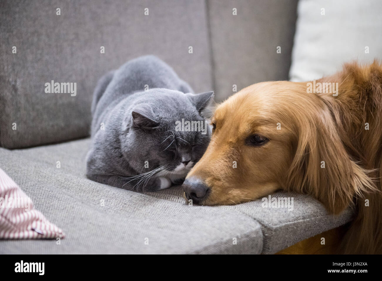 British Shorthair and Golden Retriever Stock Photo - Alamy